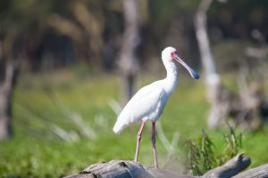 Akanda National Park | National Parks Association