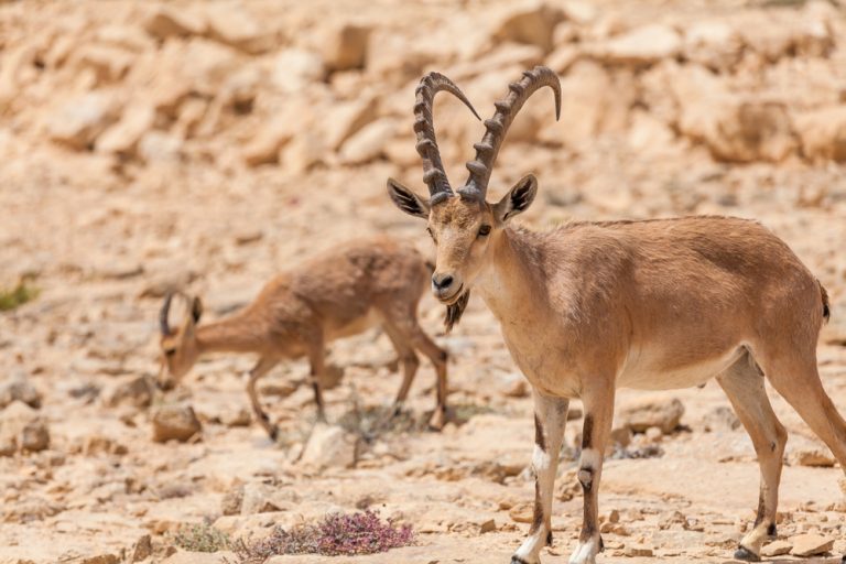 Gebel Elba National Park | National Parks Association