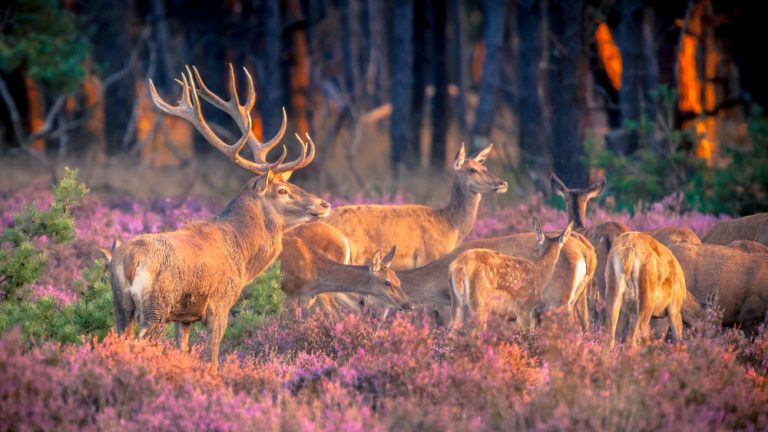De Hoge Veluwe National Park - National Parks Association