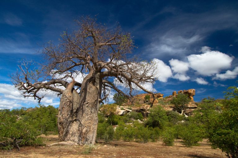 Mapungubwe National Park | National Parks Association