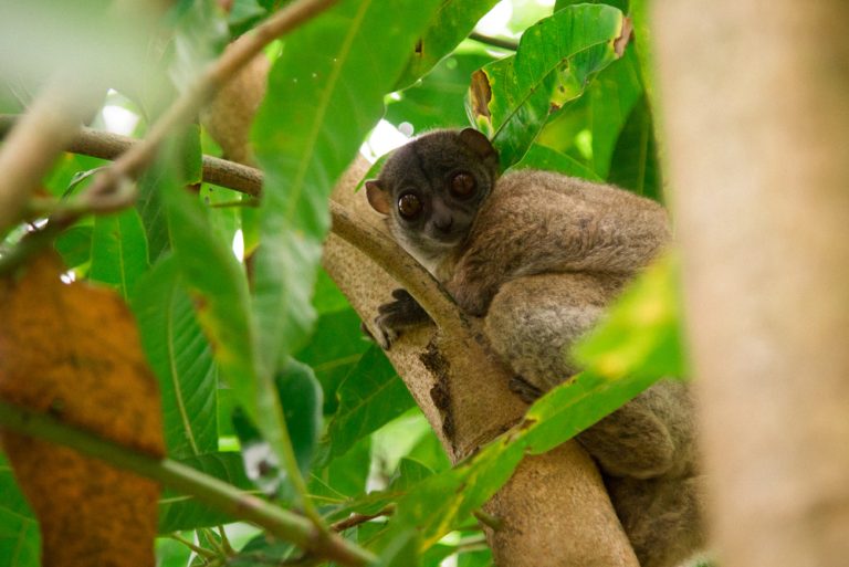 Sahamalaza-Iles Radama National Park | National Parks Association