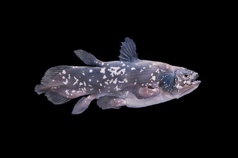 Coelacanth National Park | National Parks Association