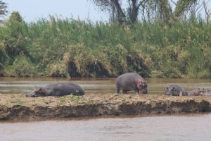 Rusizi National Park | National Parks Association
