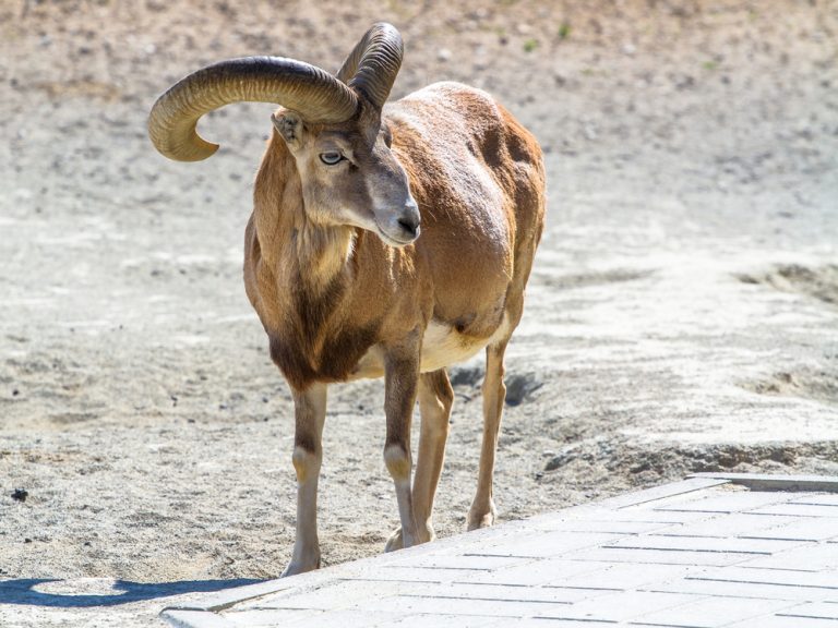 Arevik National Park | National Parks Association