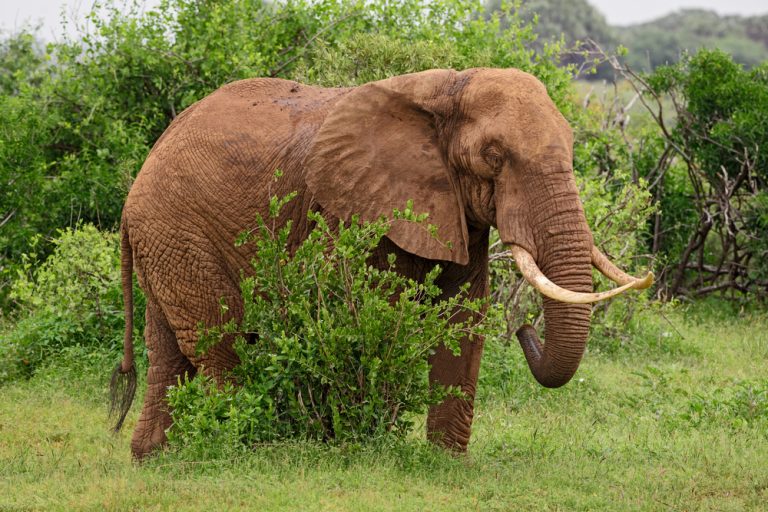 Kainji National Park | National Parks Association