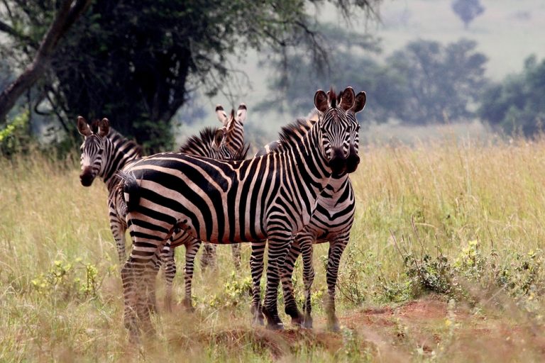 Kundelungu National Park | National Parks Association