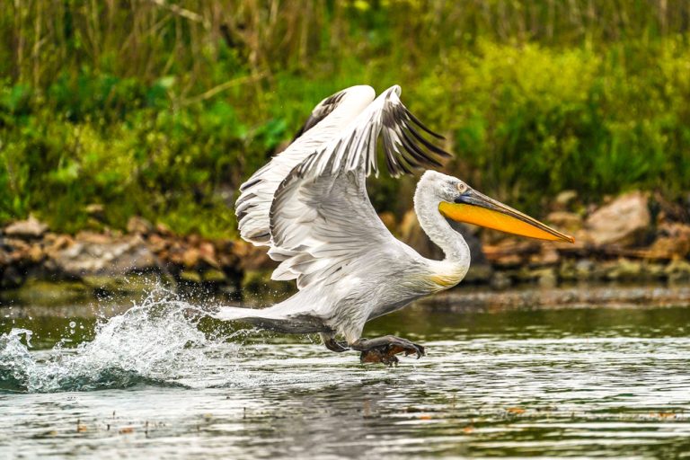 Lake Arpi National Park | National Parks Association