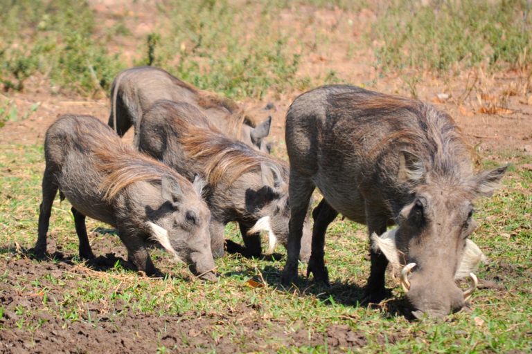 Lengwe National Park | National Parks Association