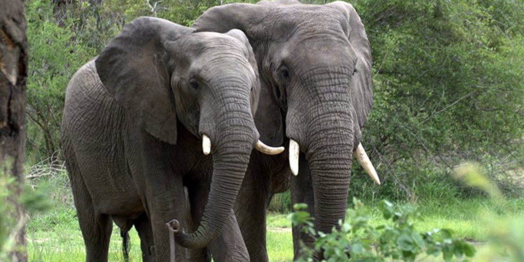 Salonga National Park | National Parks Association