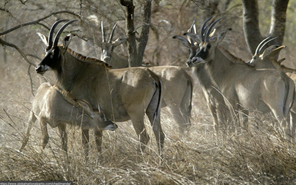 Zakouma National Park | National Parks Association