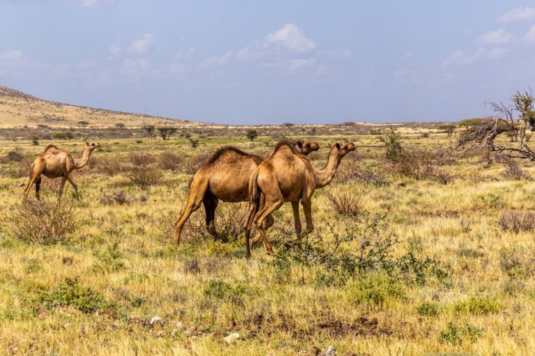 Marsabit National Park | National Parks Association
