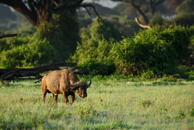 Omo National Park | National Parks Association