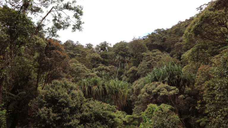 Gandang Dewata National Park | National Parks Association