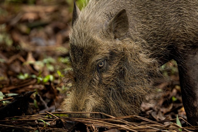 Gunung Buda National Park | National Parks Association
