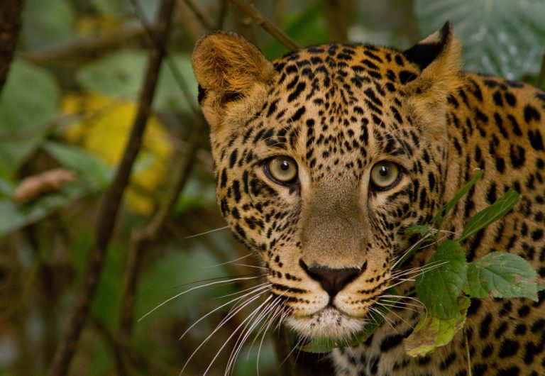 Rajaji National Park | National Parks Association
