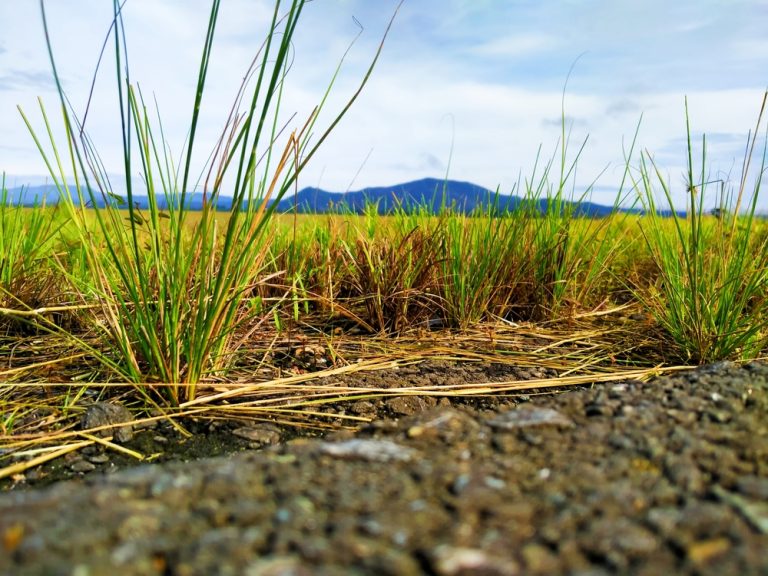 Rawa Aopa Watumohai National Park | National Parks Assc
