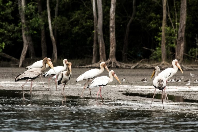 Sembilang National Park | National Parks Association