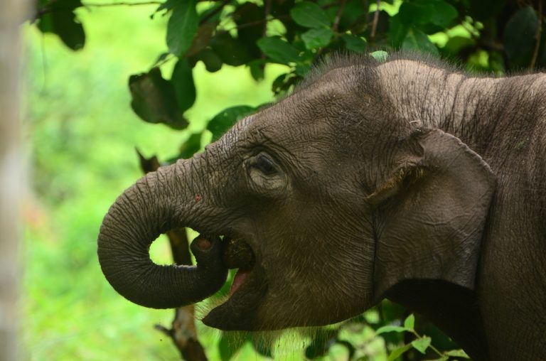 Tesso Nilo National Park | National Parks Association