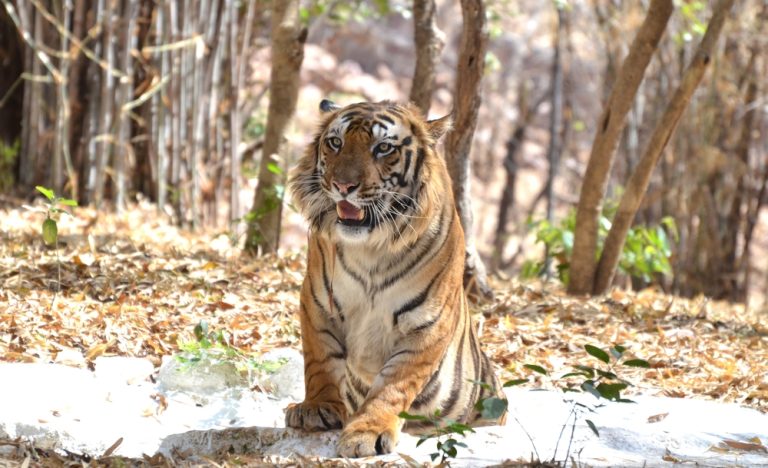 Van Vihar National Park | National Parks Association