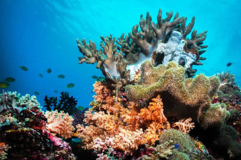Wakatobi National Park | National Parks Association