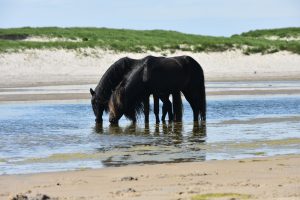 Sable Island National Park | National Parks Association
