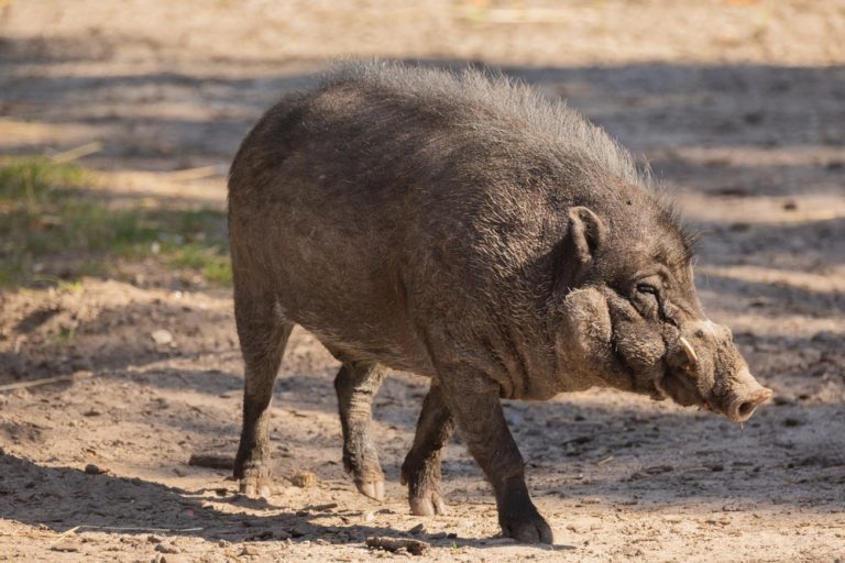 Balbalasang-Balbalan National Park | National Parks Assc