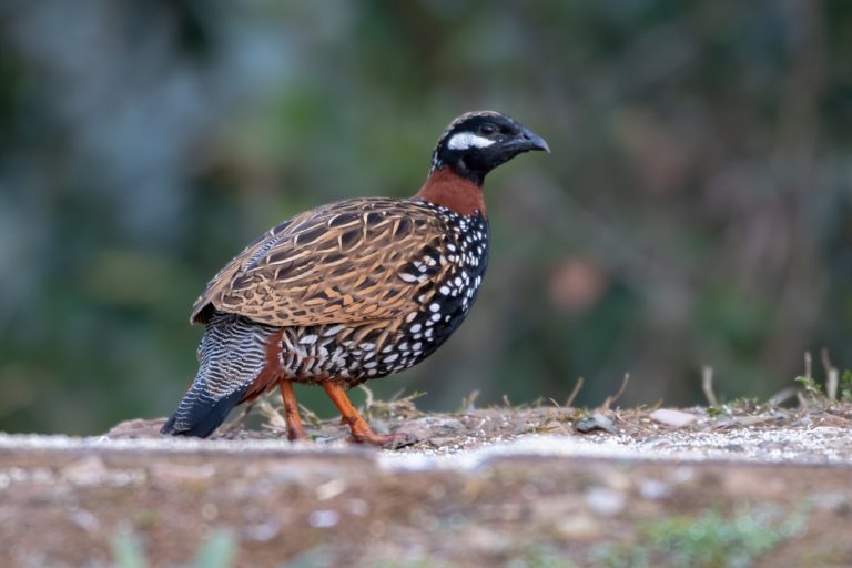 Deva Vatala National Park | National Parks Association