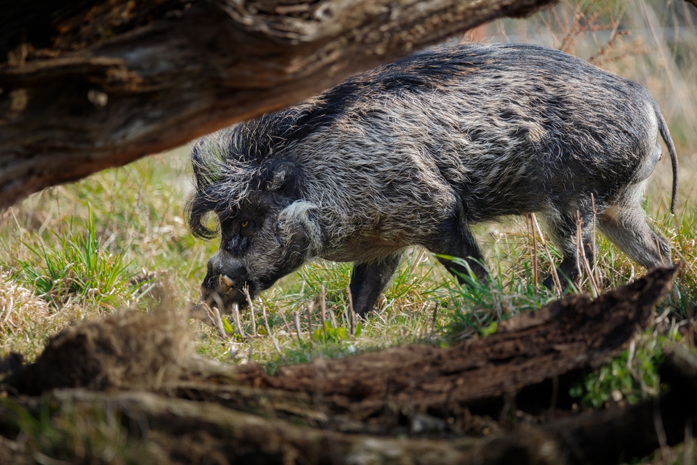 Mounts Iglit–Baco National Park | National Parks Association