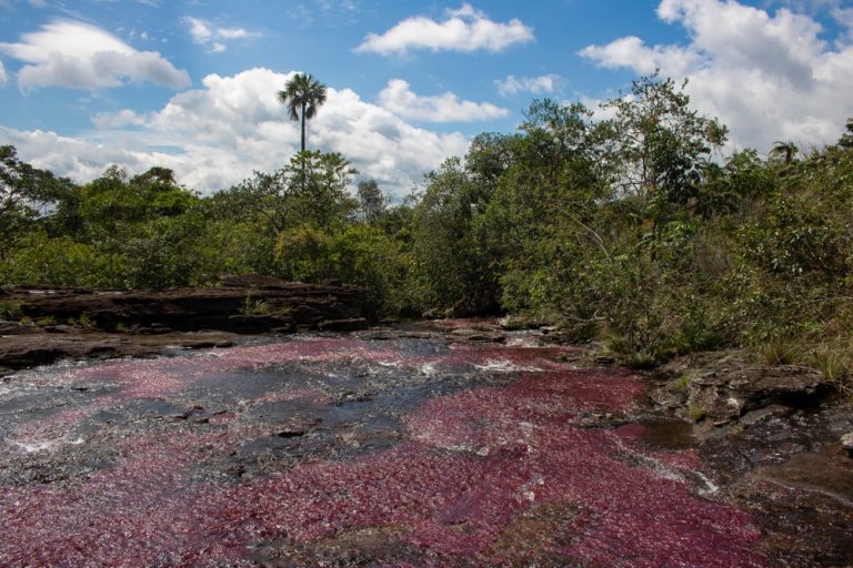 Serrania de la Macarena National Park | National Parks Assc