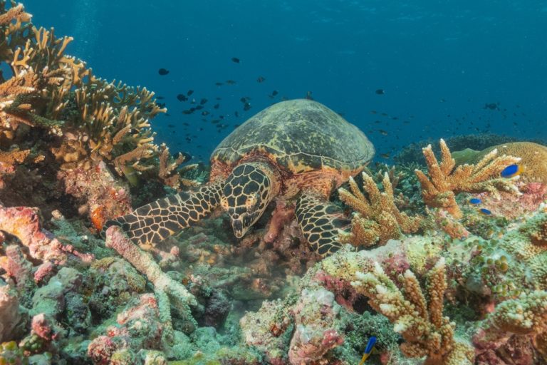 Tubbataha Reefs National Park | National Parks Association
