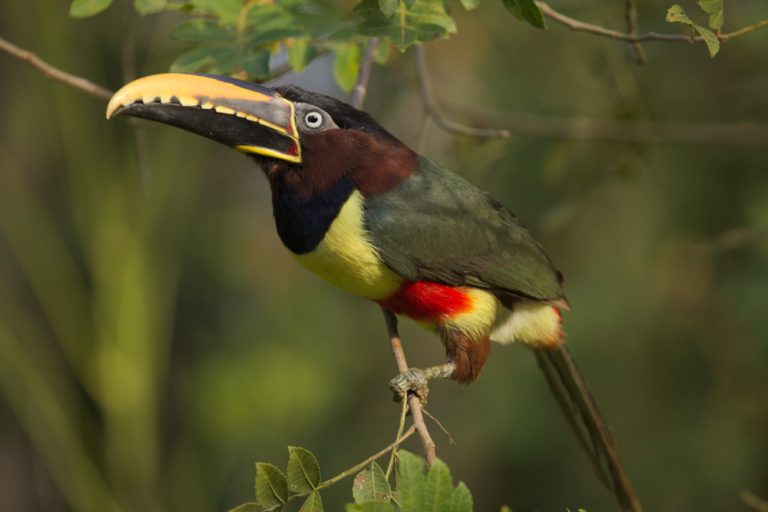 Acari National Park | National Parks Association